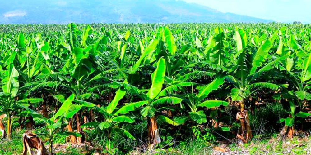 झापाली किसानको केरा खेतीमा बढ्दो आकर्षण « Drishti News – Nepalese News ...